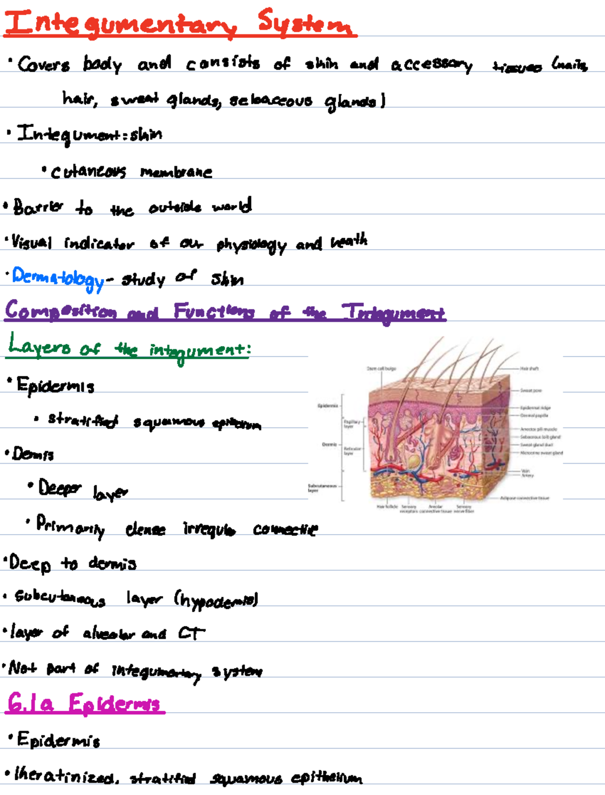 Chapter 6 - Contains the lecture notes from Chpt. 6 Slideshow ...