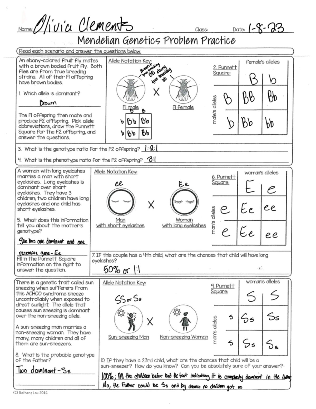 Mendelian Genetics Practice 1-3 and 4-6 - Name Olivia Clements Class ...