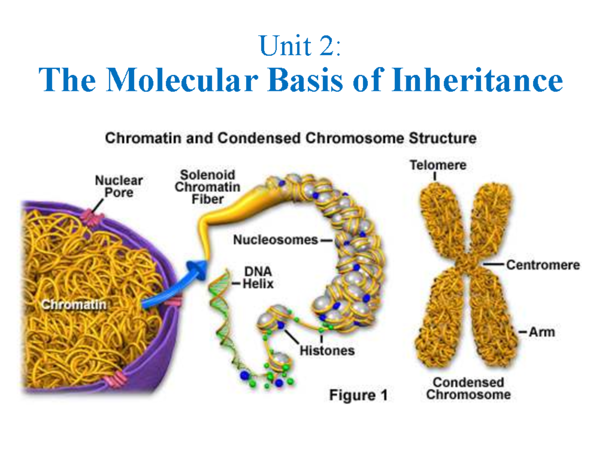 Molecular Basis of Inheritance: Unit 2 Outline & Key Concepts - Studocu