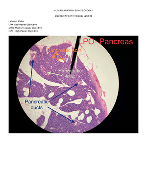 Ch 25 Word - Pearson Ch 25 Urinary System lecture notes - Anatomy ...