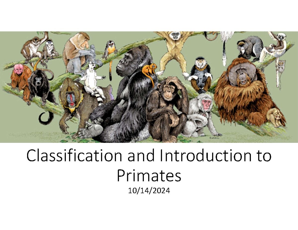 Phylogeny and Introduction to Primates (Biology 101 - Final Exam Notes ...