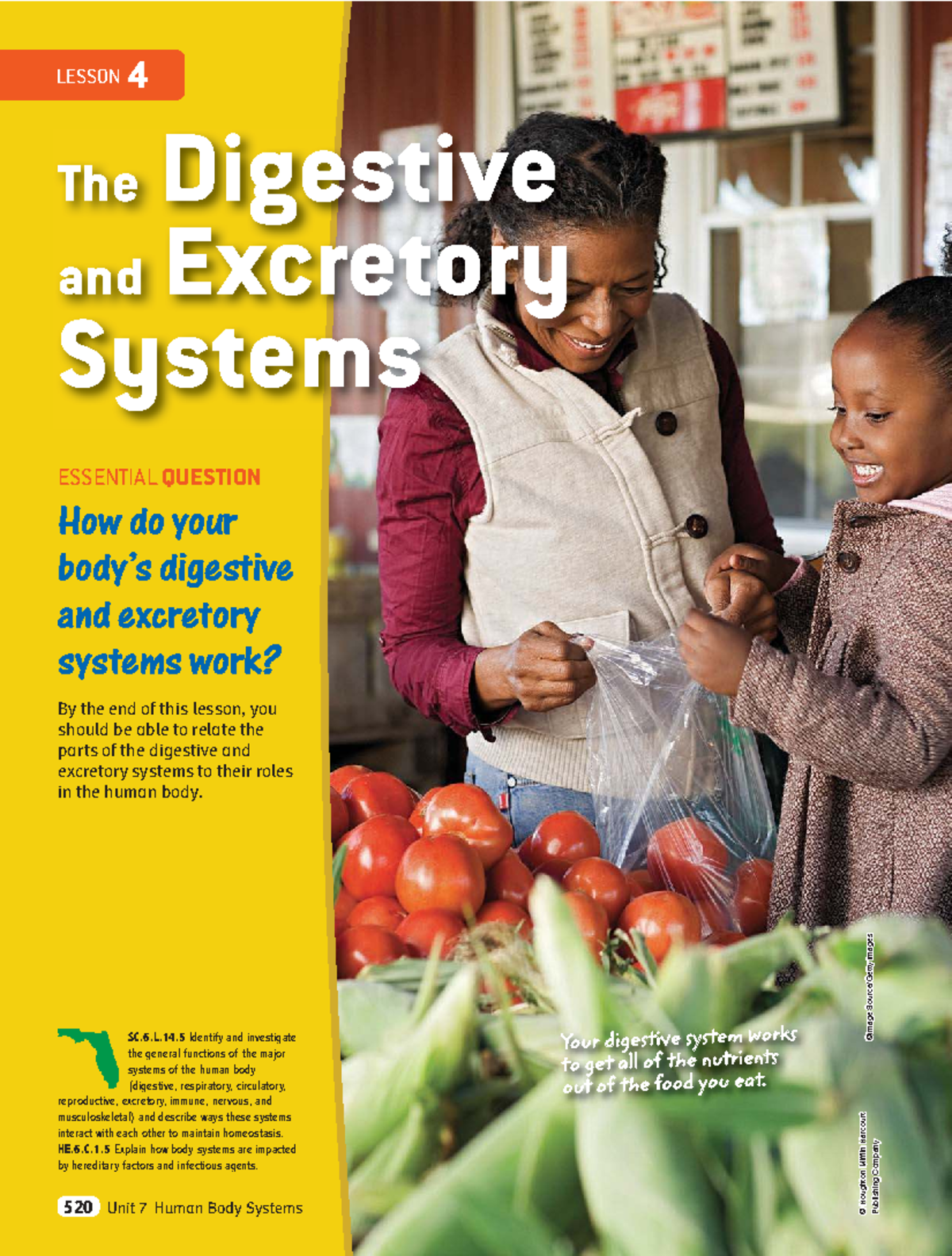 LESSON 4: Digestive & Excretory Systems Overview (SC.6.L.14.5) - Studocu