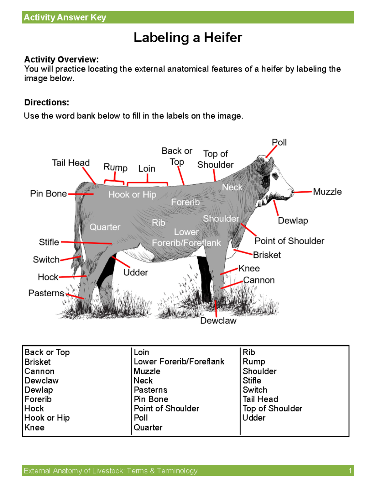 Activity-Labelinga Heifer Answer Key - Activity Answer Key External ...