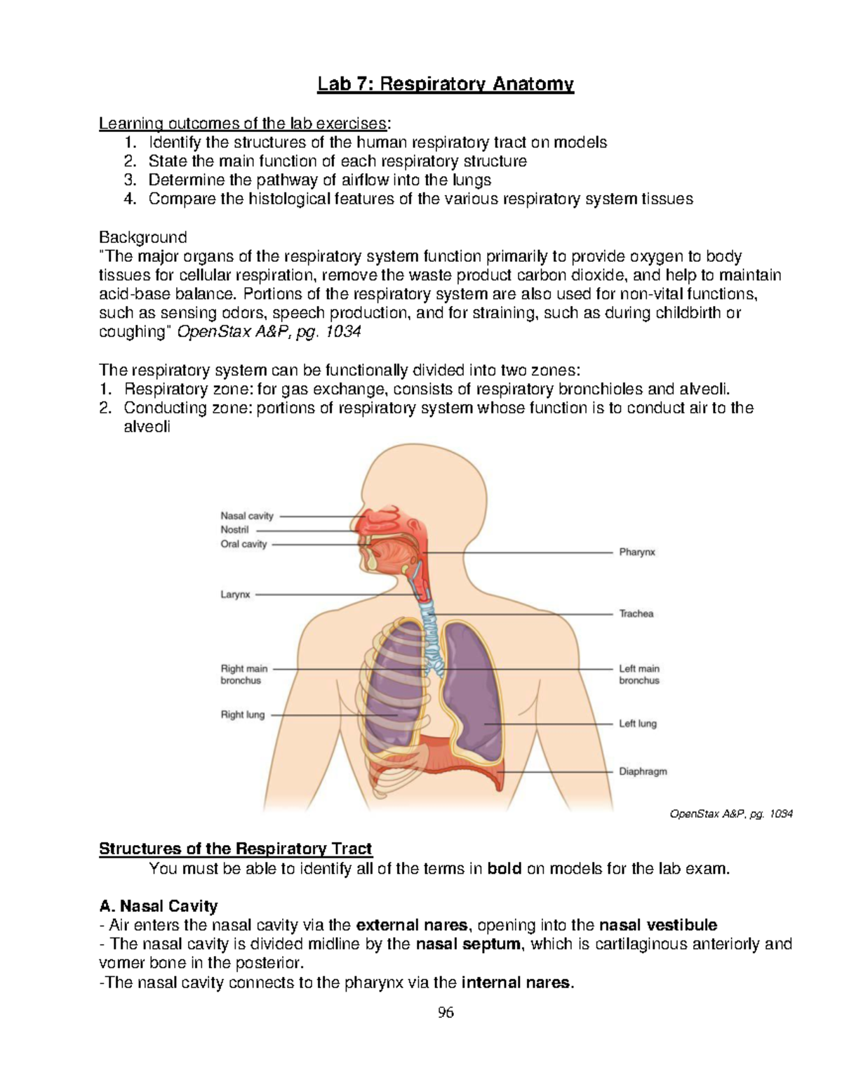 AP2 Lab 7: Exploring Structures and Functions of the Respiratory System - Studocu