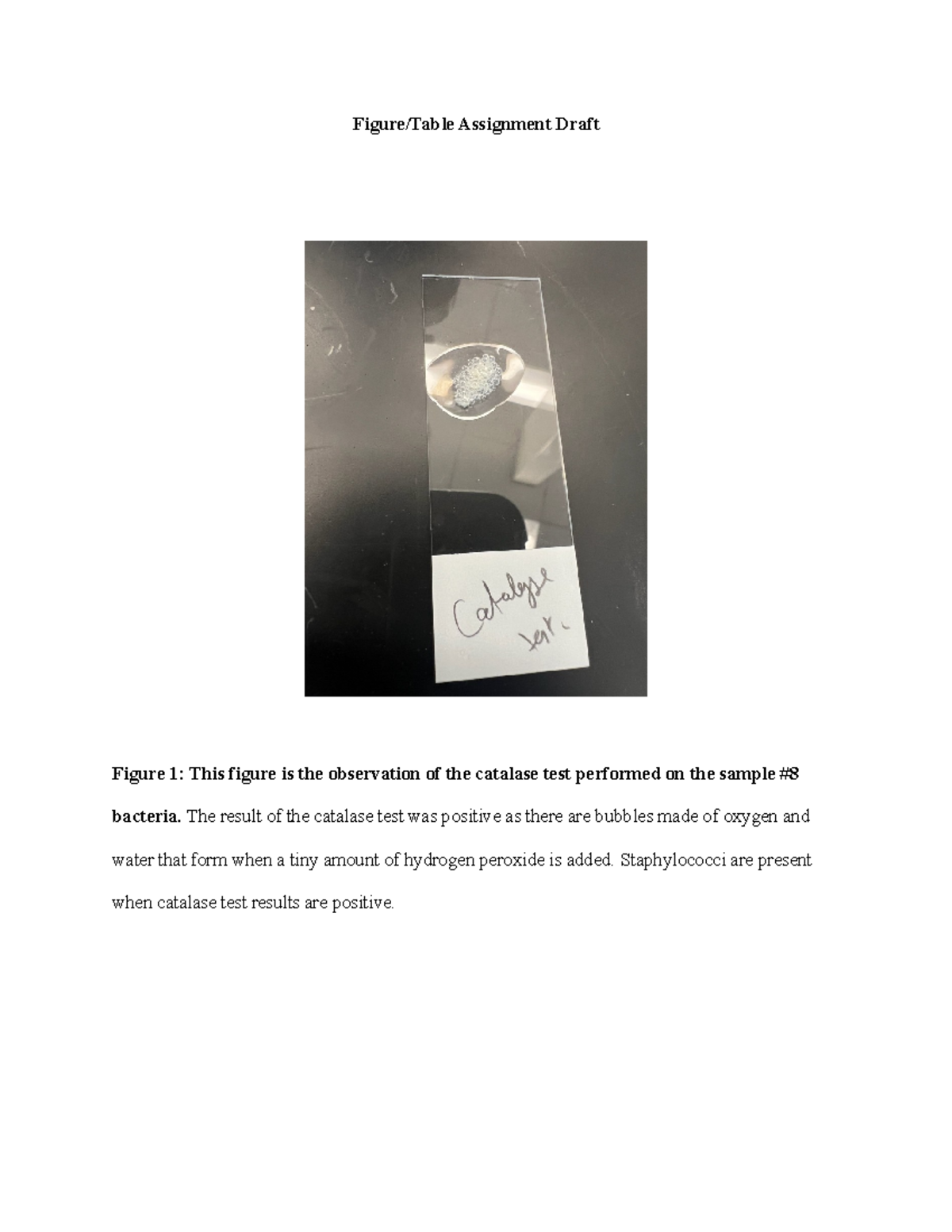Table Draft for Catalase Test Observation Results - Studocu
