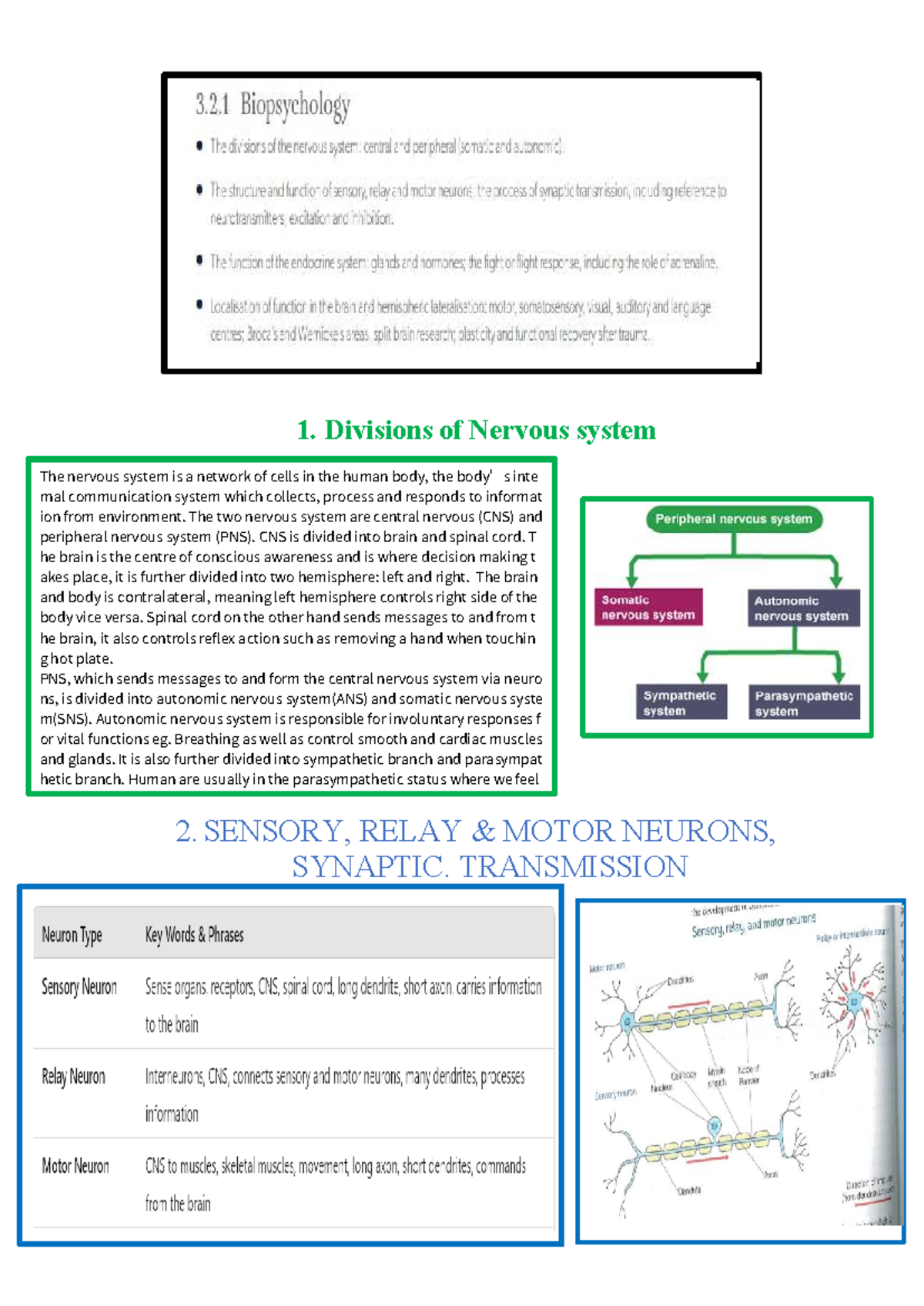 Paper 2 Revision Notes - AQA Psychology A Level: Nervous System & Brain ...