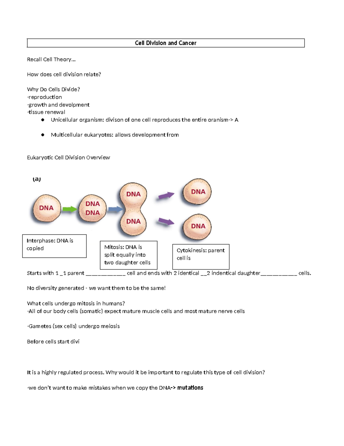 Cell Division Overview and Cancer Implications (BIO101) - Studocu