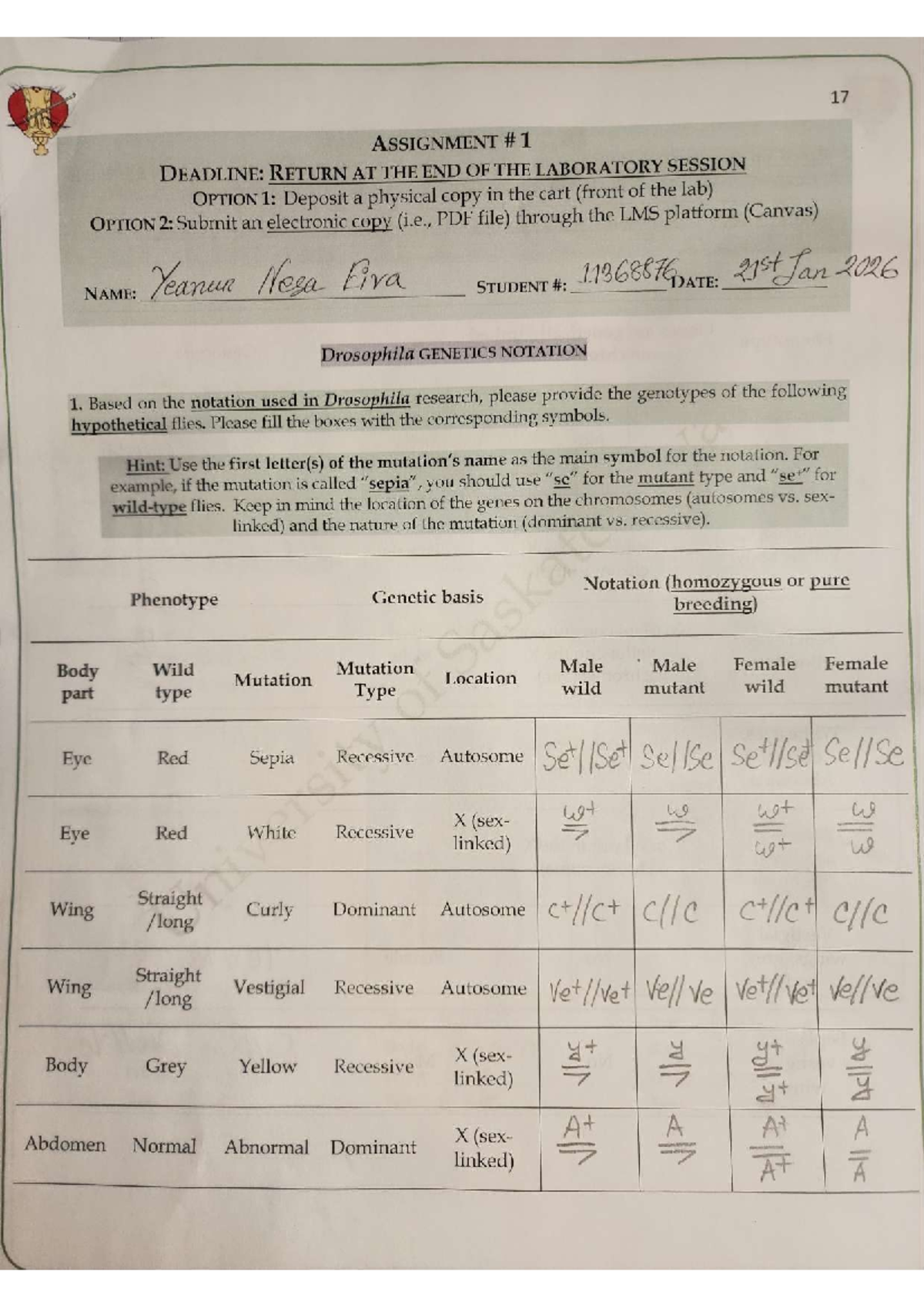 Drosophila Genetics Lab Assignment 1: Genotype Analysis and Results ...
