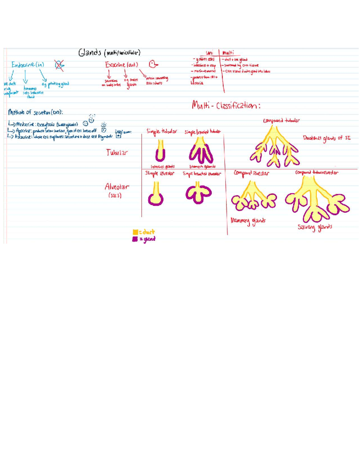 Endocrine and Exocrine Glands: Classification and Functions (BIO101 ...
