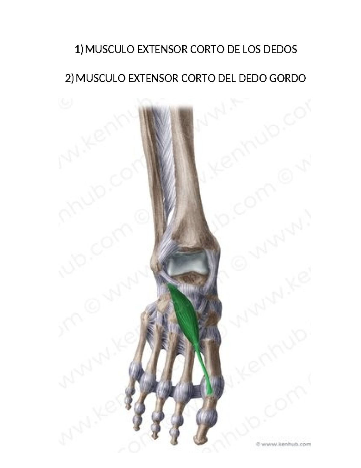 Musculos del pie - músculos del pie - Anatomía Humana II - 1)MUSCULO ...