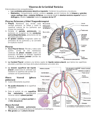 FOSA Cigomatica - Resumen Tratado de anatomía Humana y fosa ...
