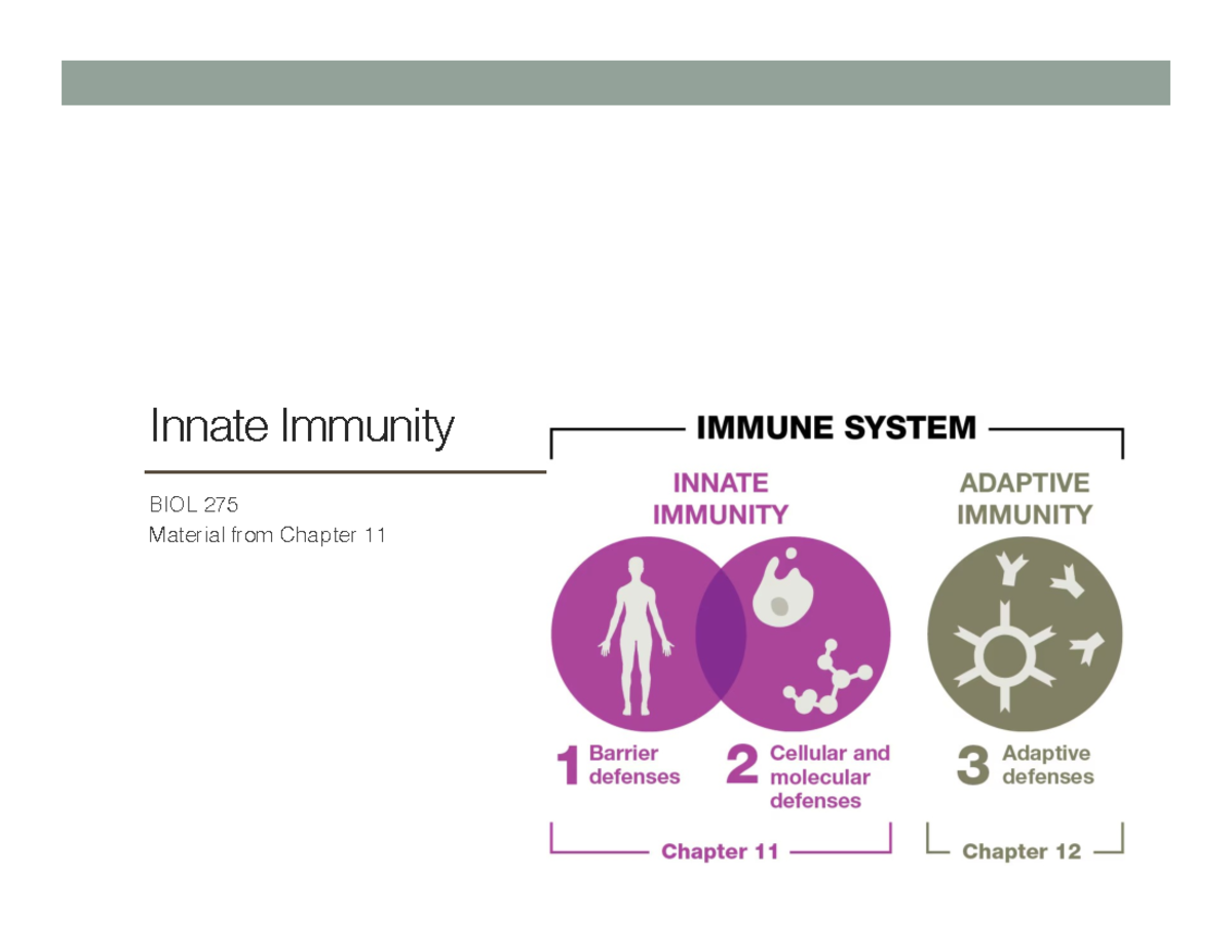 BIOL 275 Lecture 11 Innate Immune Response - Innate Immunity BIOL 275 ...