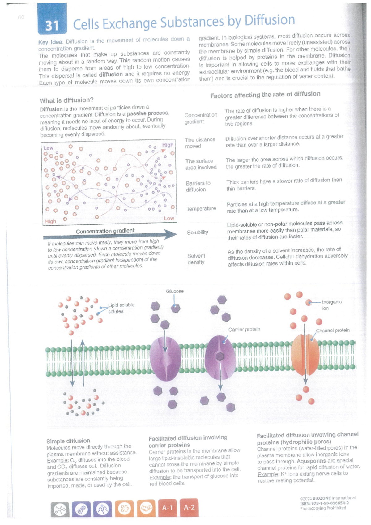 Diffusion in Cells: Key Concepts and Experiments (BIO 60 31) - Studocu