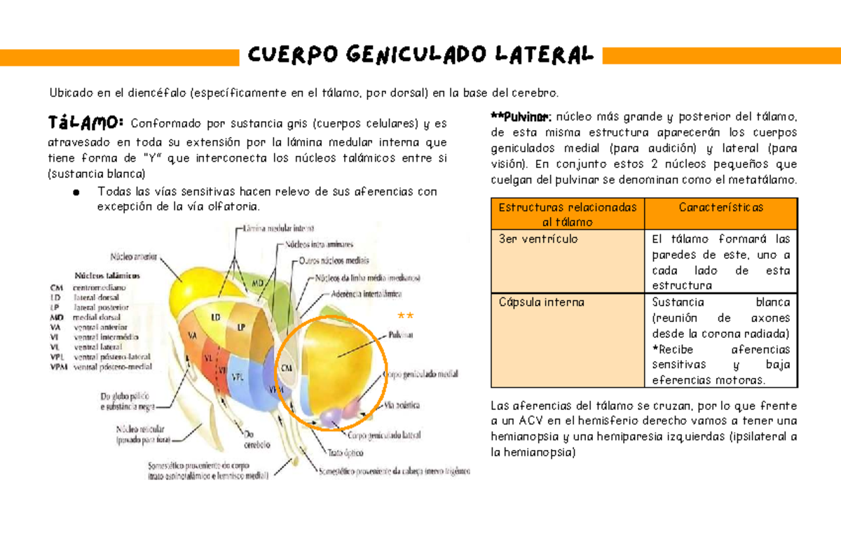 Cuerpo Geniculado Lateral: Funciones y Alteraciones Clínicas - Studocu