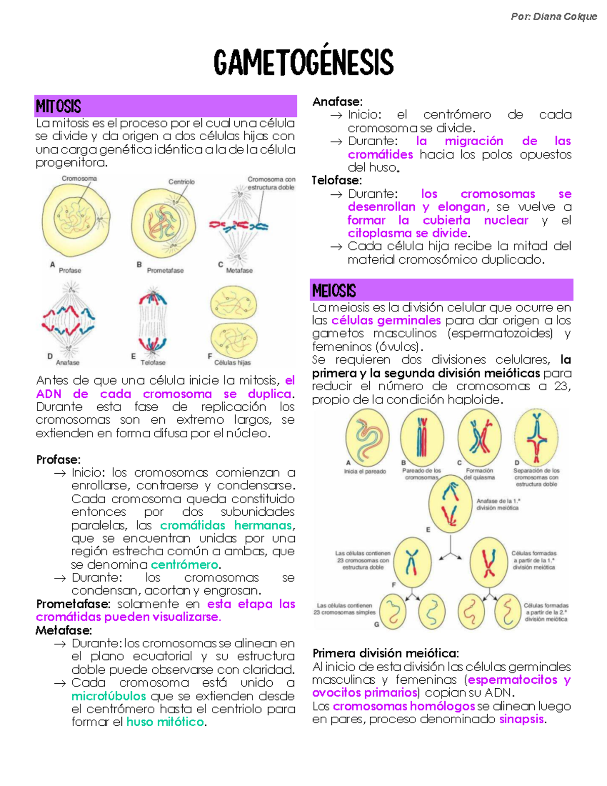 Embrio 101: Resumen de Mitosis y Meiosis para Examen #1 - Studocu