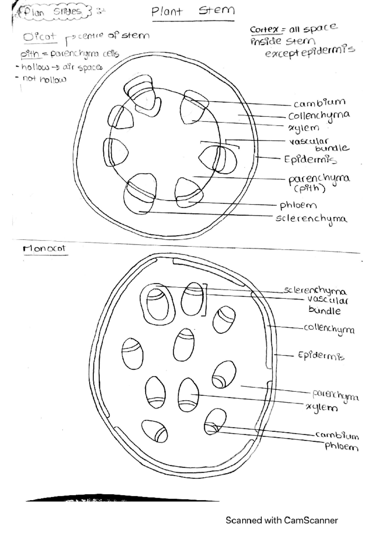 Plant Stem Plan Diagram
