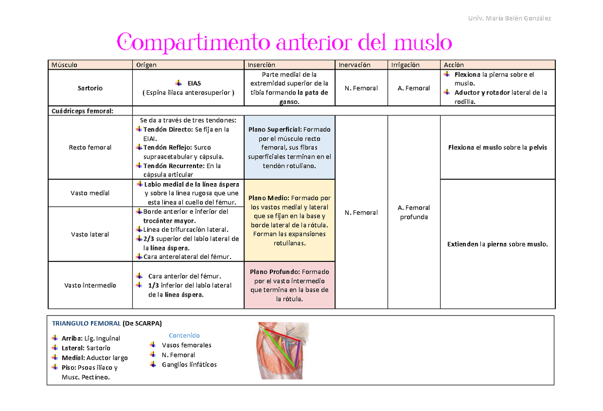 Músculos del Compartimento Anterior del Muslo - Estudio Completo - Studocu