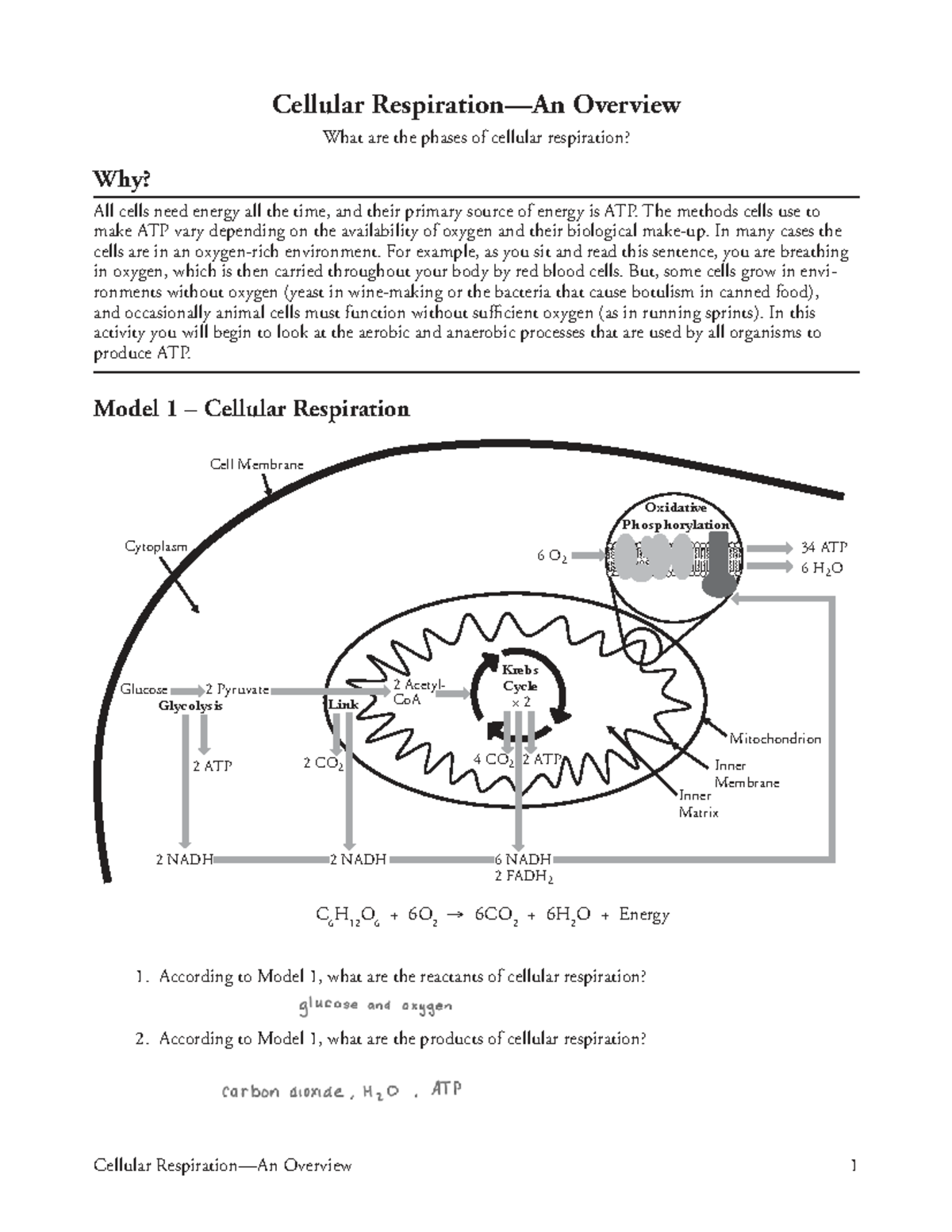 Cellular Respiration (Bio 101) Active Learning Worksheet - Studocu