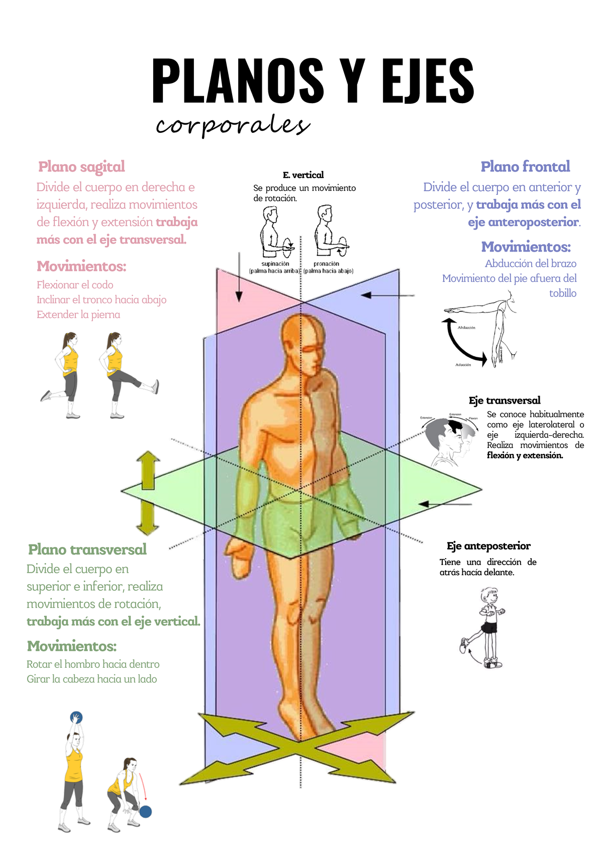 Planos y ejes corporales - PLANOS Y EJES corporales E. vertical Plano frontal Eje transversal ...