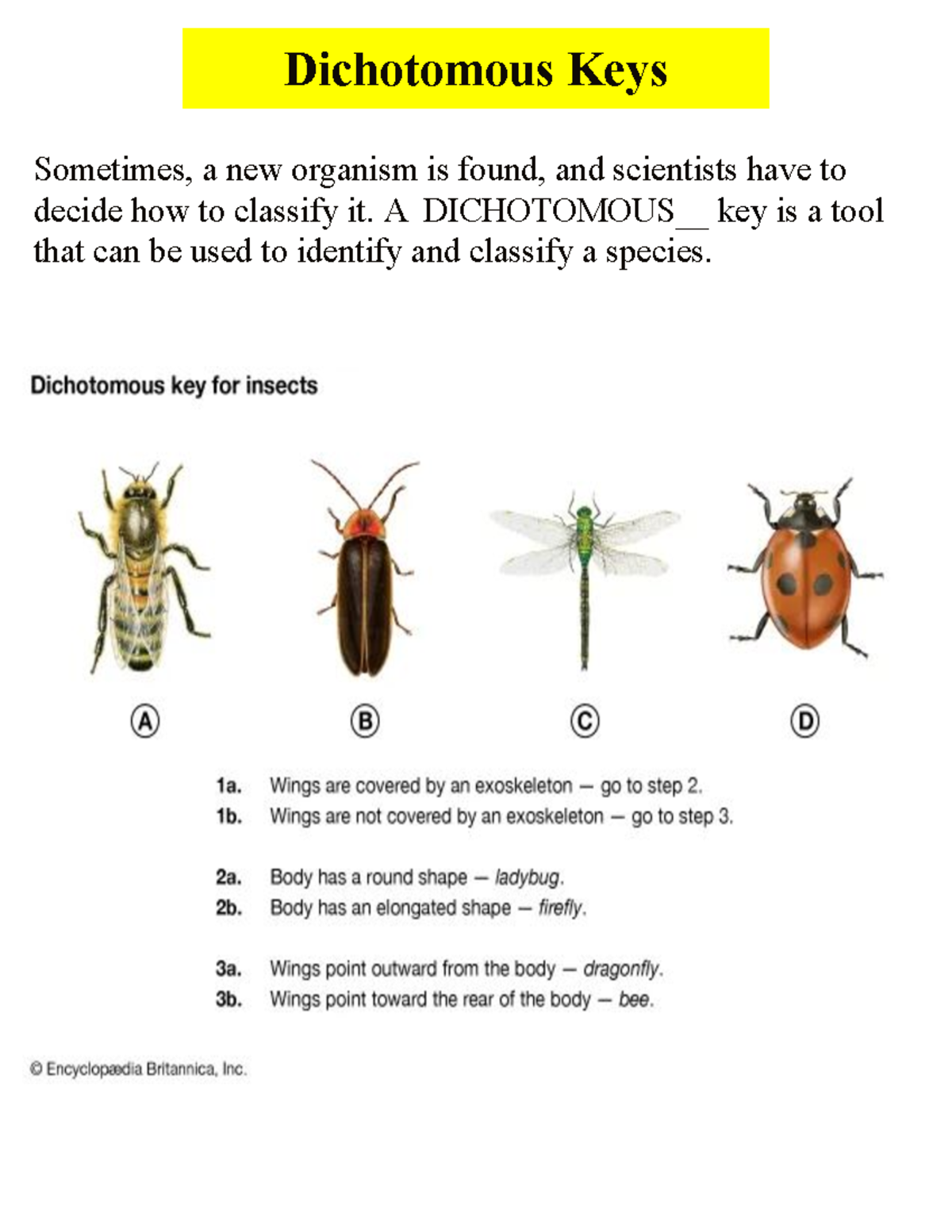 Dichotomous Keys: A Guide to Identifying Species in Biology - Studocu