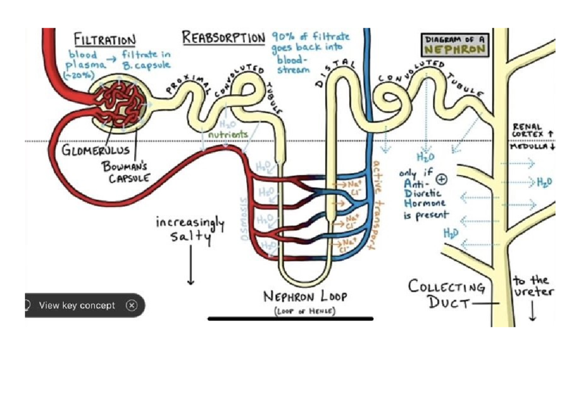 Diuretics - Pharmacology - DIURETICS Trigger the excretion of water and ...