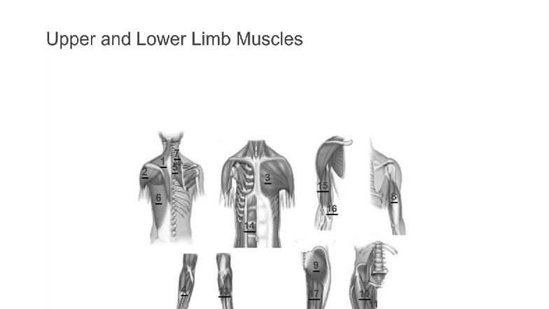 Worksheet on Upper and Lower Limb Muscles (10TH) - Studocu
