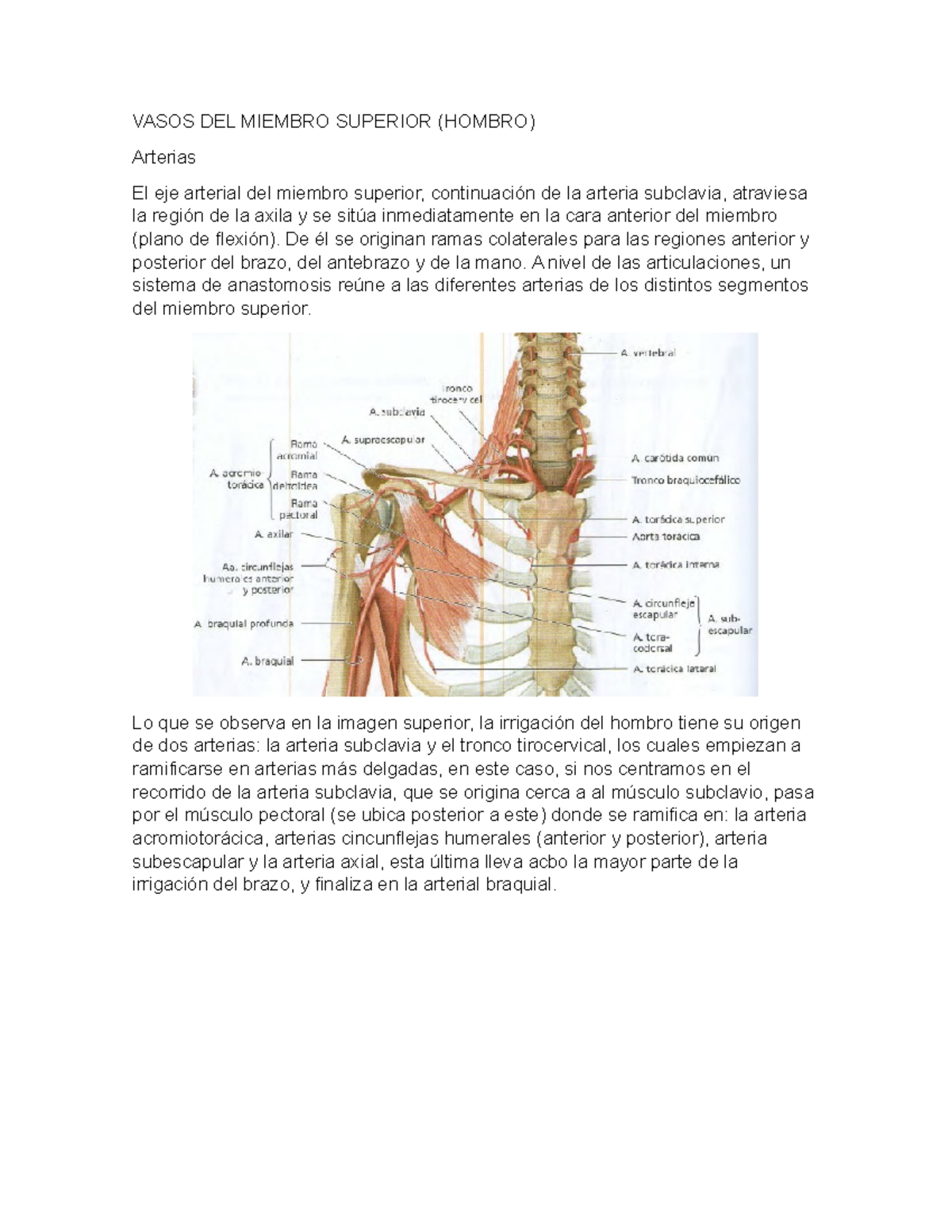 Vasos y Nervios del Hombro: Anatomía y Función del Miembro Superior ...