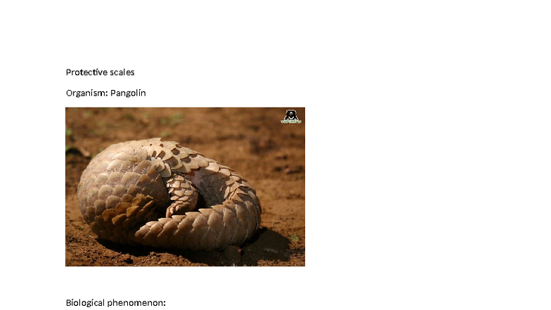 Biocard: Pangolin Protective Scales and Their Mechanisms - Studeersnel
