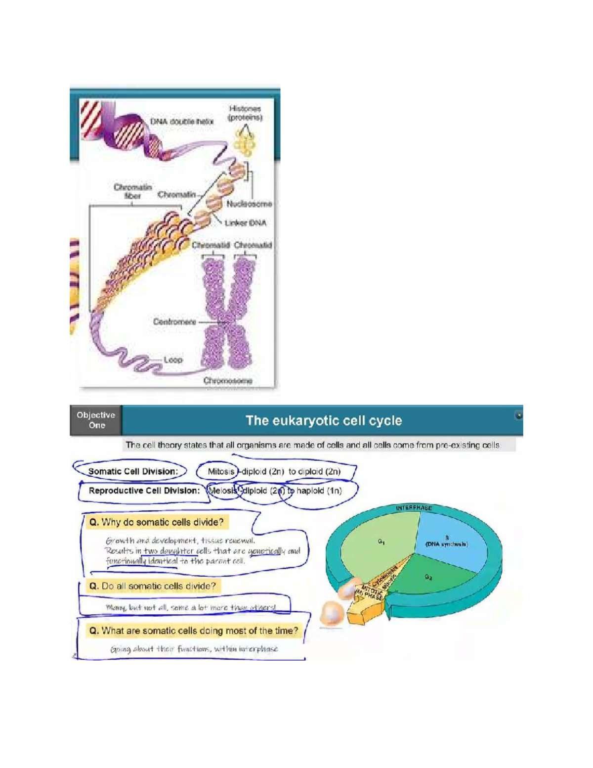 Biosci 107 Lecture Notes: Mitosis, Meiosis, and DNA Mutations - Studocu