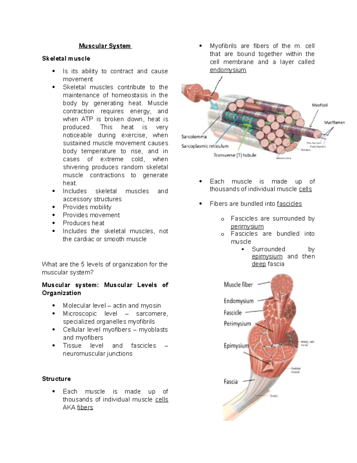 Ana Phy - Muscular System: Structure, Function, and Contraction Mechanics - Studocu