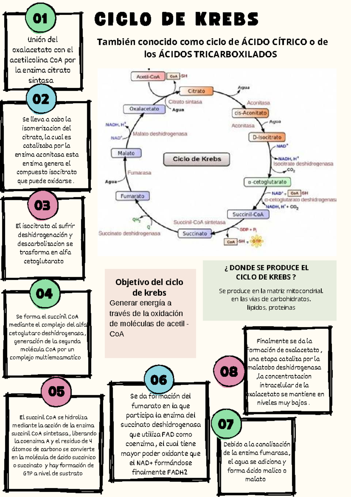 CICLO DE KREBS: Proceso de Oxidación de Acetil CoA y Energía - Studocu