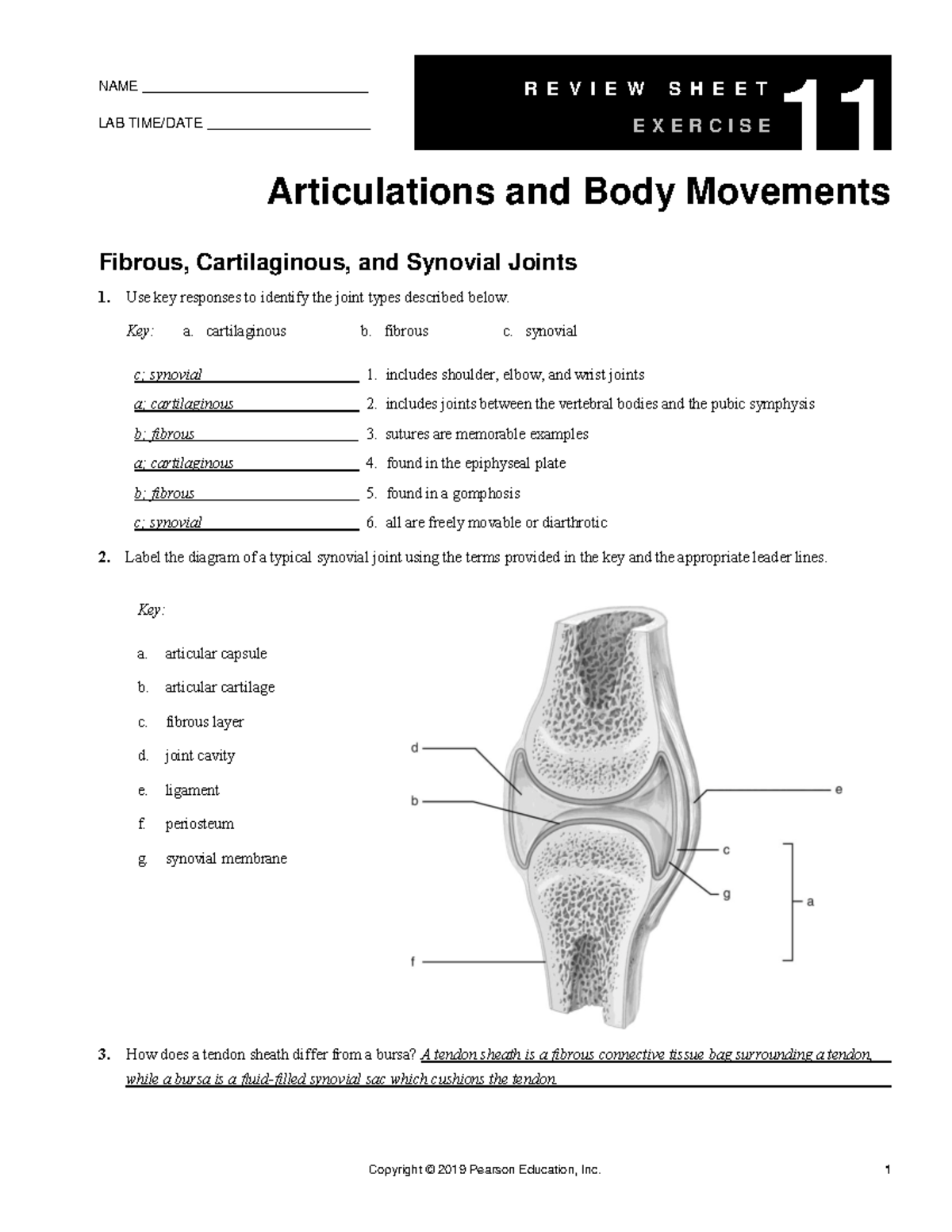 Exercise 11 Review Sheet: Articulations & Body Movements Study Guide ...