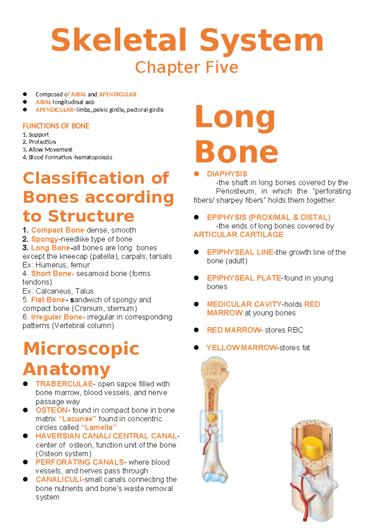 Chapter 5: Skeletal System - Axial and Appendicular Overview - Studocu
