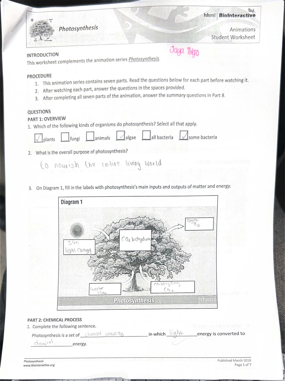 Photosynthesis - hhmi Biointeractive Animations Student Worksheet - Studocu