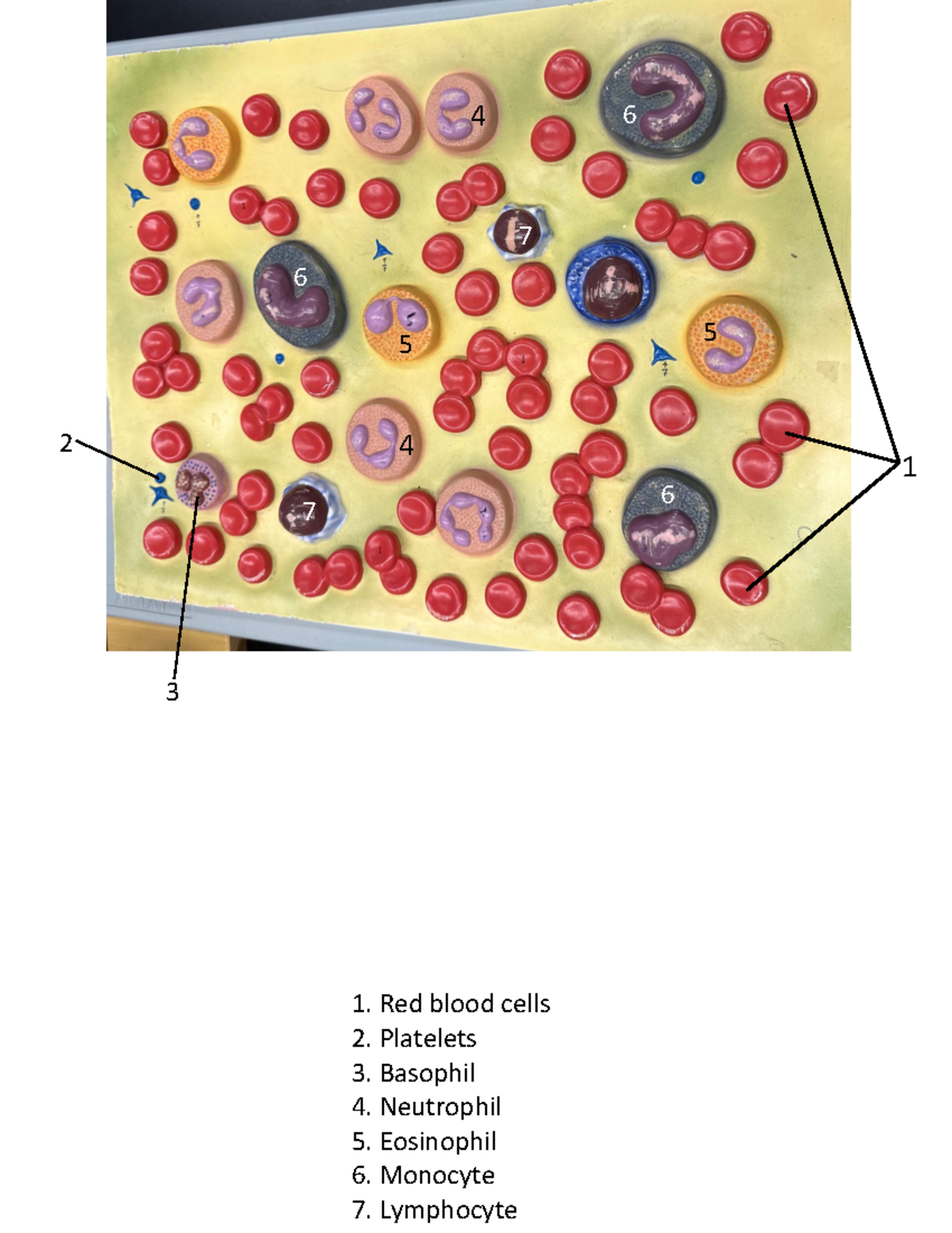 Lab exam 1 - Practice lab exam - 1 2 3 4 4 5 5 6 6 6 7 7 1. Red blood ...