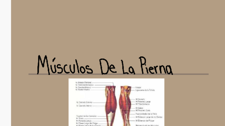 Músculos De La Pierna Anatomía Y Funciones Detalladas Studocu