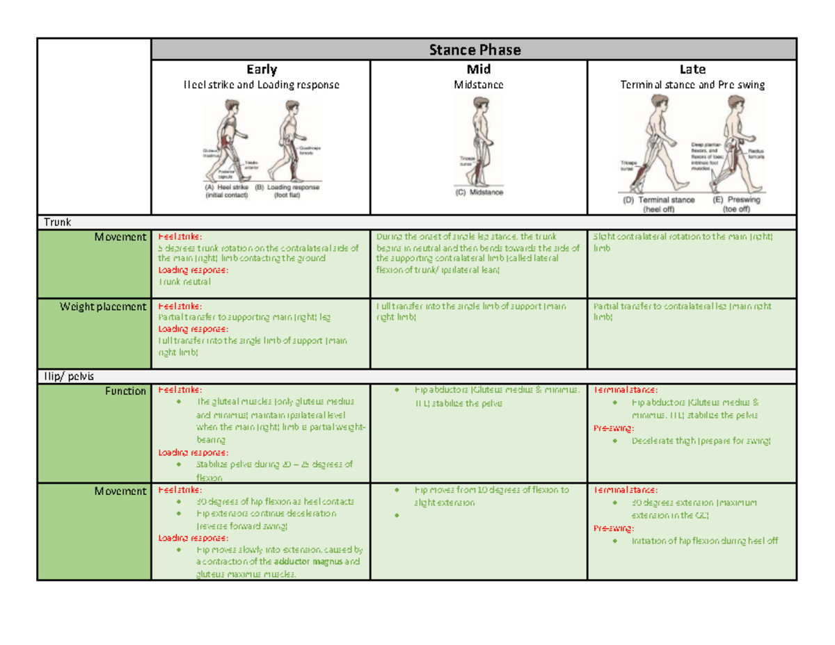Gait Analysis Study Group: Stance and Swing Phase Mechanics - Studocu