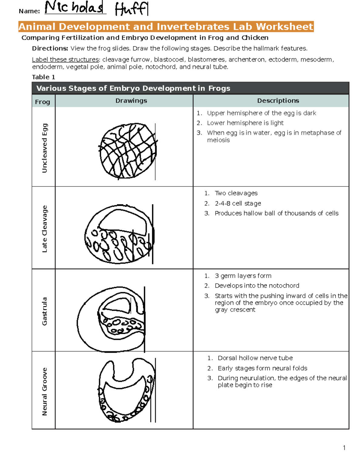 Animal Development and Invertebrates Remote (3) - Comparing ...
