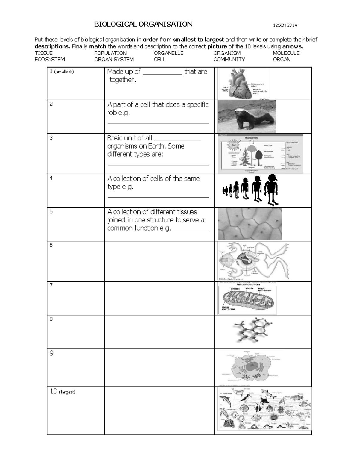 Levels of Biological Organisation Worksheet 12SCN 2014 - Studocu