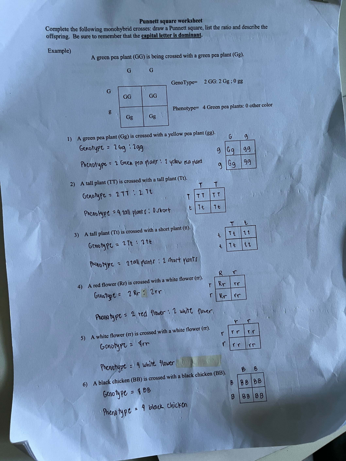 Punnett Square Worksheet: Monohybrid Crosses & Offspring Ratios - Studocu