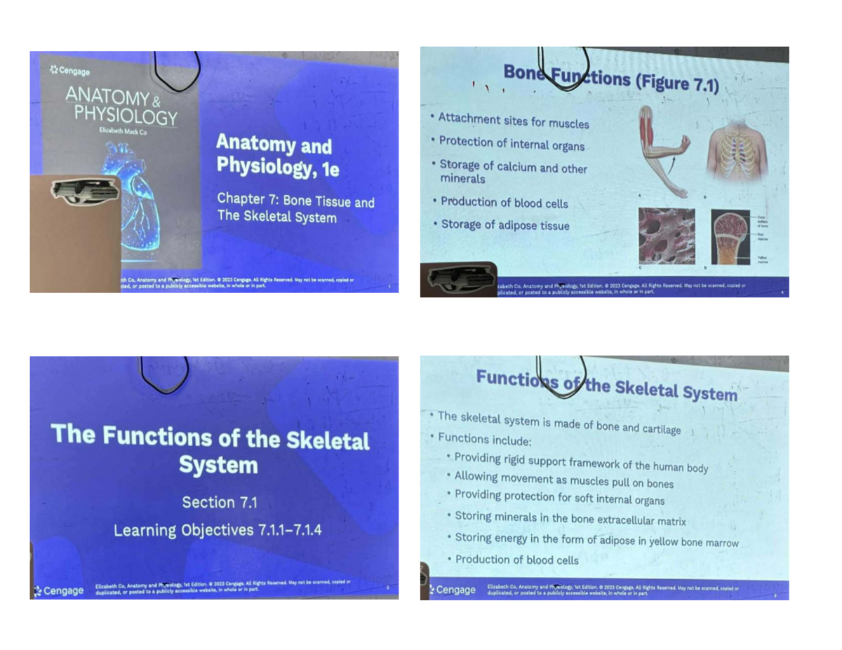 Anatomy & Physiology 1e: Functions of the Skeletal System Review - Studocu