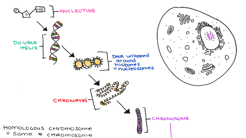 Cell Cycle Doodle Notes (BIO 101) - Key Concepts and Phases - Studocu