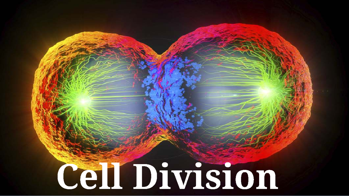 Cell Division Overview: Mitosis and Meiosis Explained - Studocu