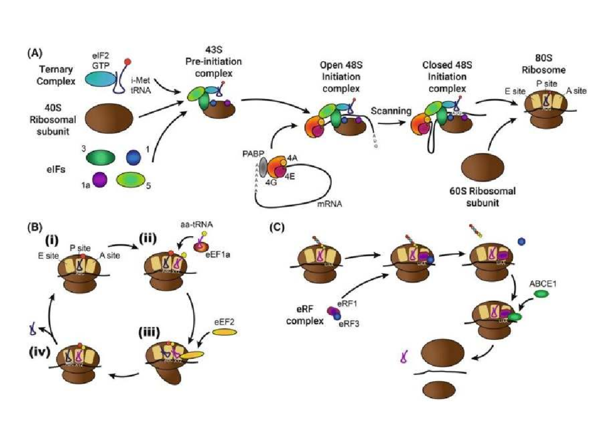 Translation Diagram: Ribosome Complex Initiation and tRNA Binding - Studocu