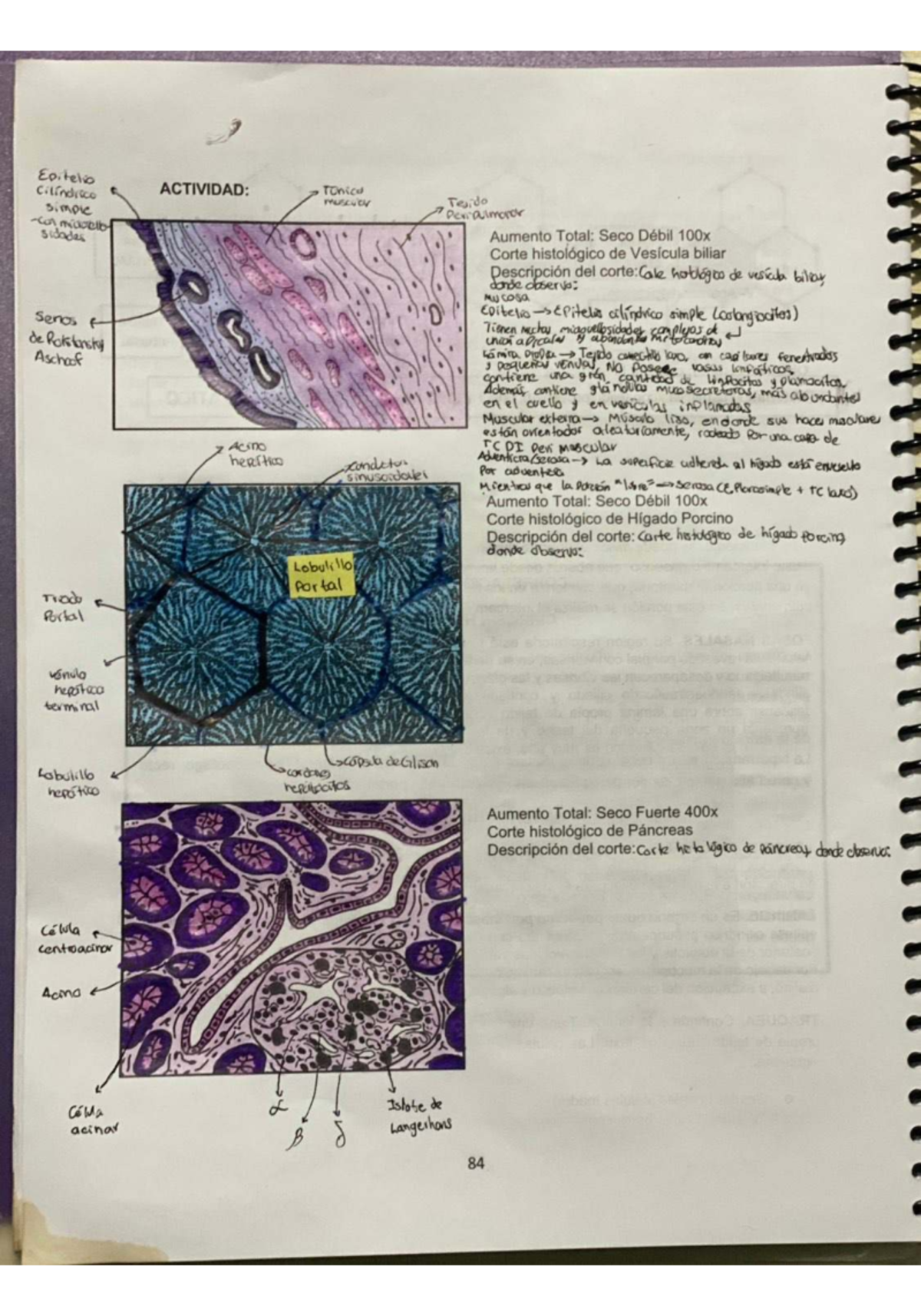 D3 - Histología: Corte Histológico de Vesícula Biliar, Hígado y ...