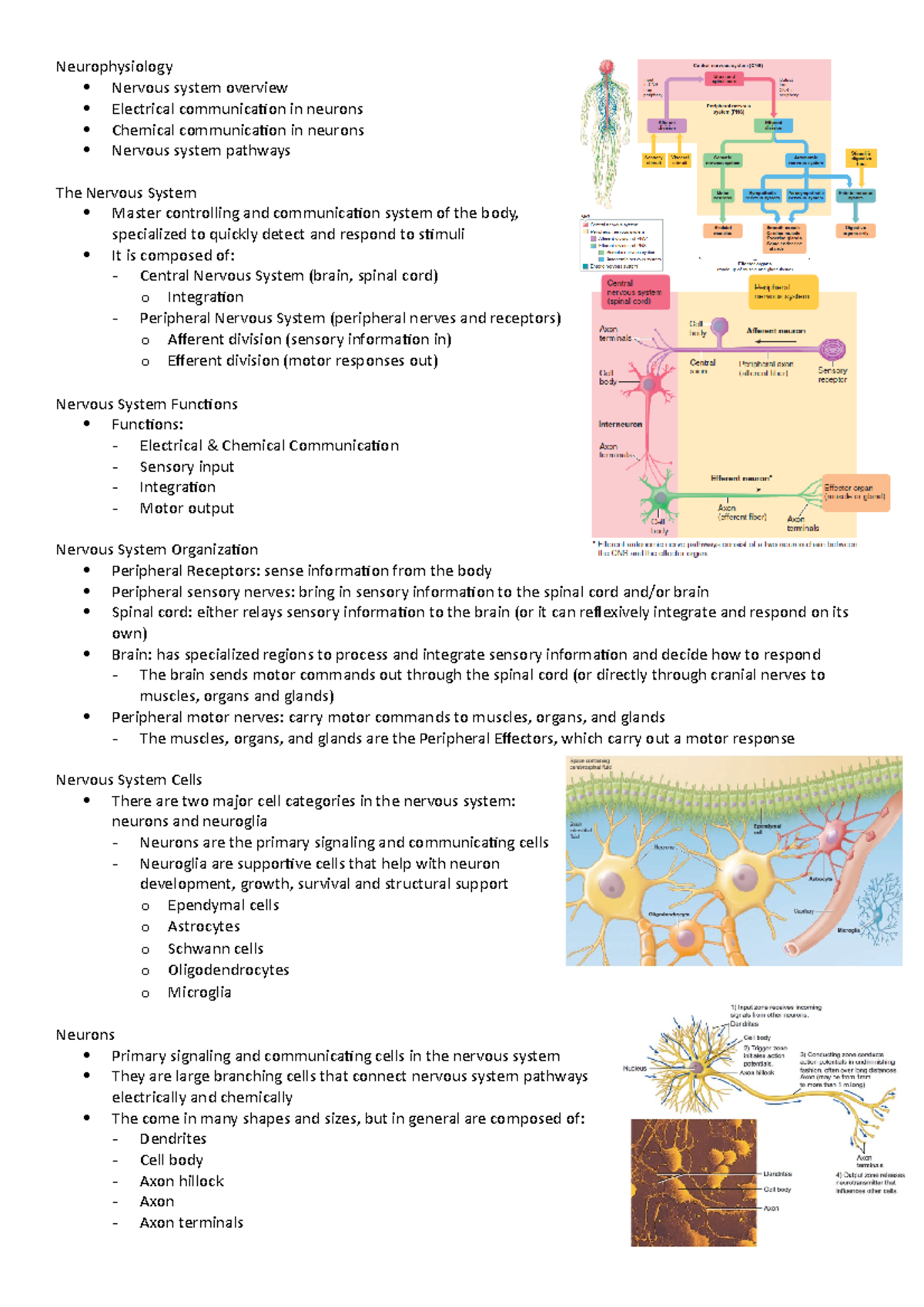 Neurophysiology Summaries - Neurophysiology Nervous system overview Electrical communication in ...