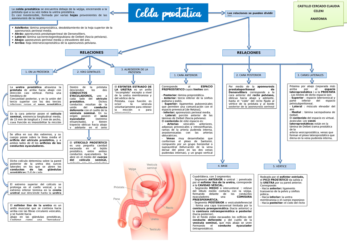 Celda Prostatica - v CASTILLO CERCADO CLAUDIA CELENI ANATOMIA Rodeado ...
