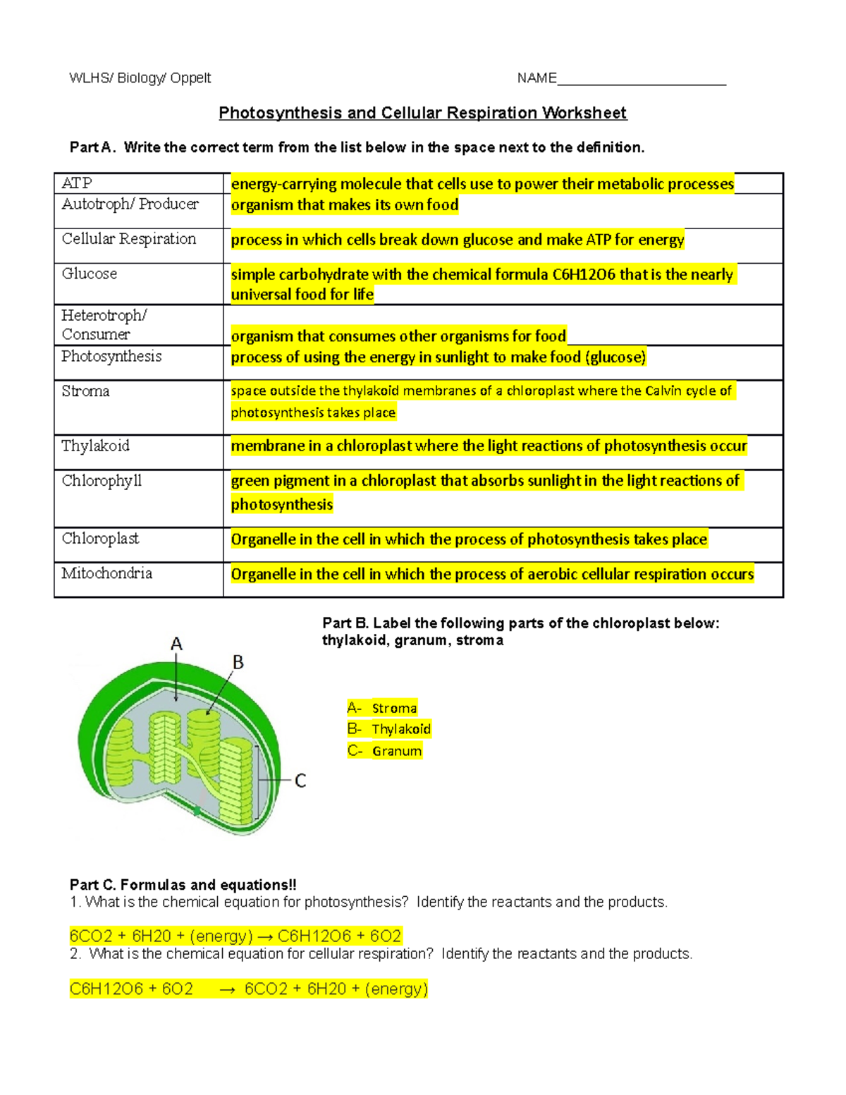 Handout -KEY Photosynthesis and Cellular Respiration Review Sheet 2017 ...