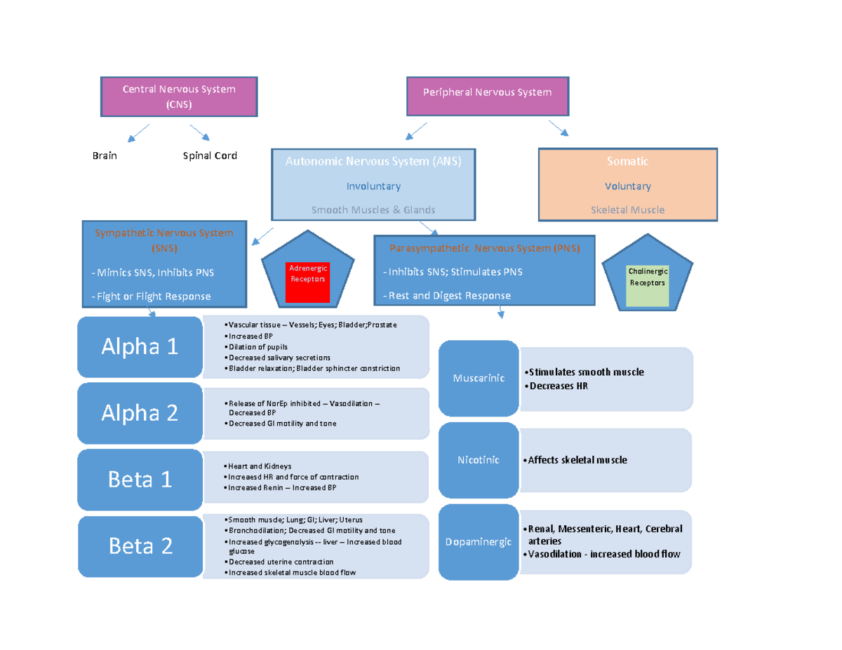 ANS Chart: Overview of CNS, PNS, and Autonomic Functions - Studocu