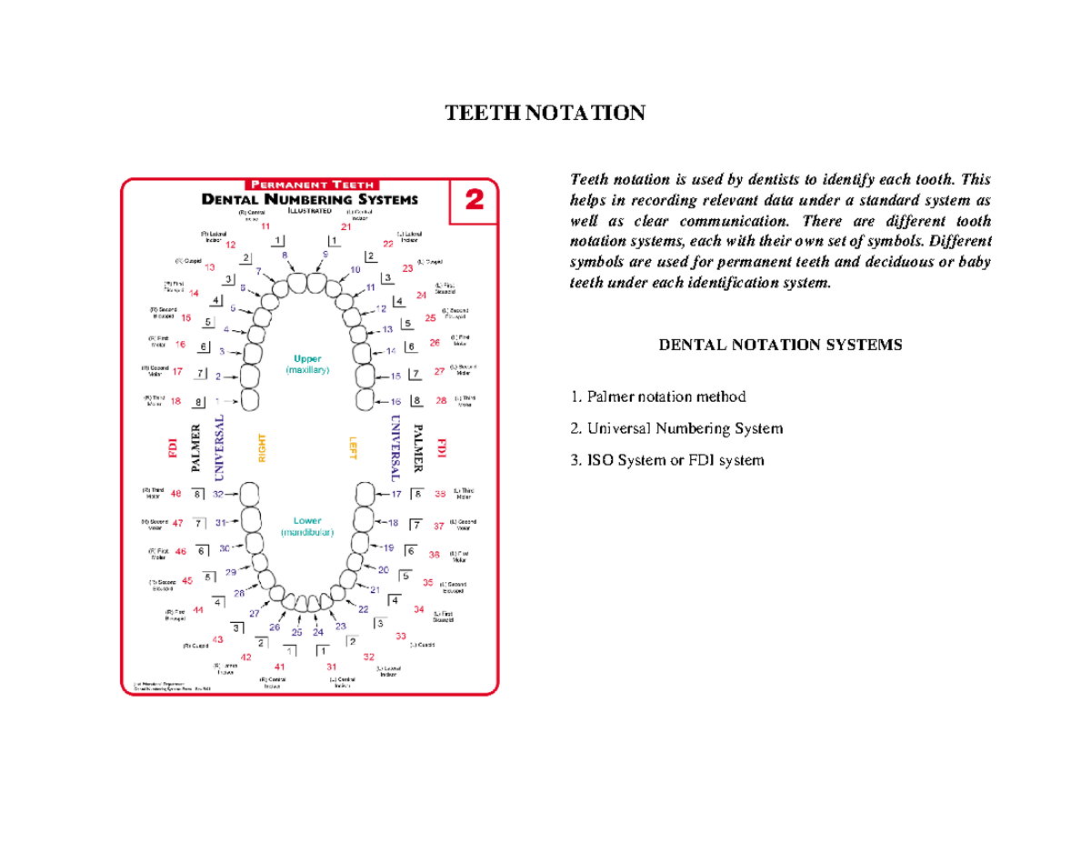 Palmer Notation Numbering System Permanent Maxillary & Mandibular